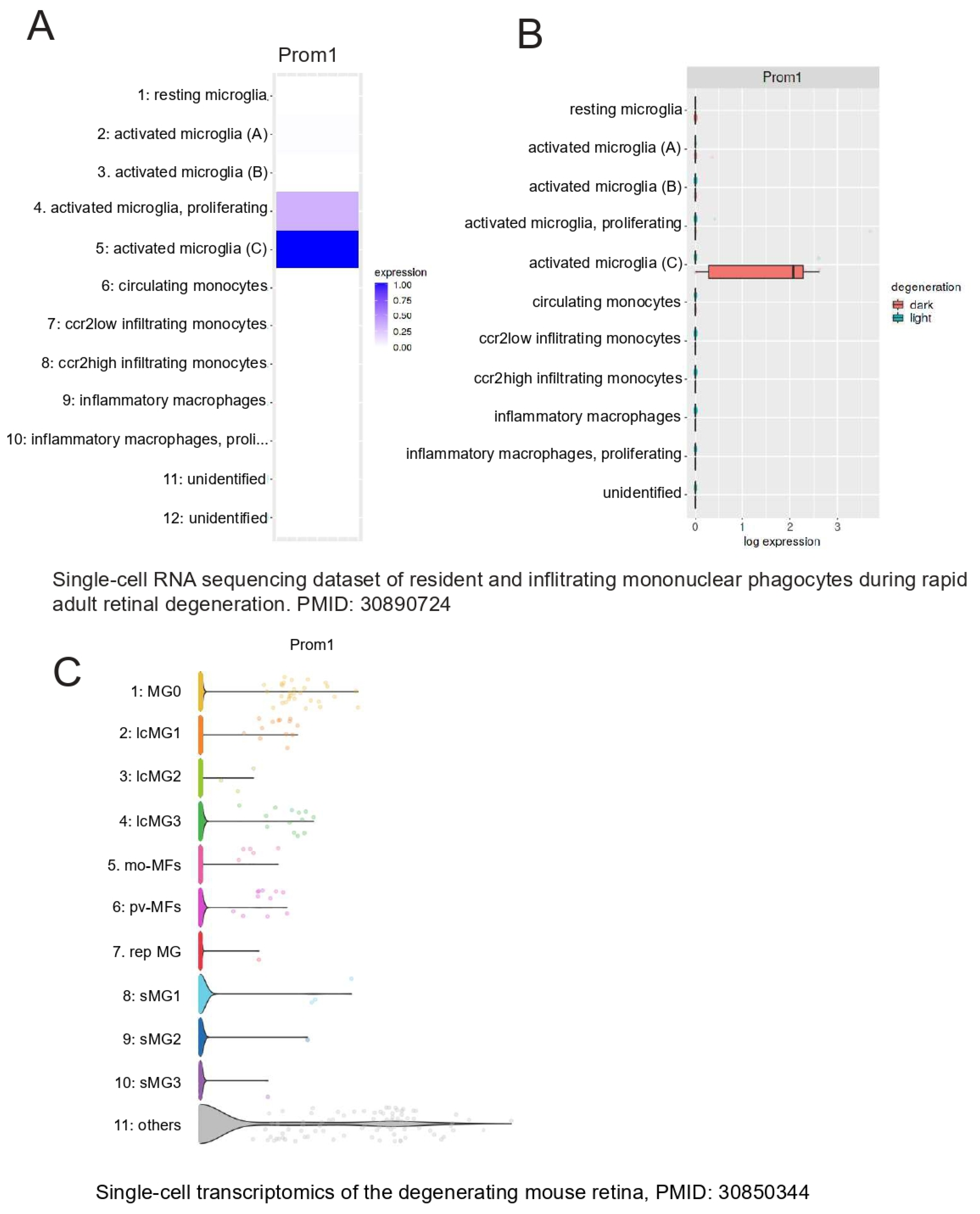 Prominin-1 Knockdown Causes RPE Degeneration in a Mouse Model