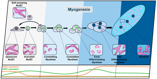 Mitochondrial Dynamics Drive Muscle Stem Cell Progression from Quiescence to Myogenic ...
