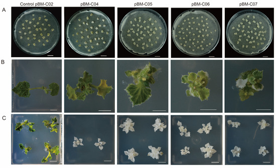 Improving the Genome Editing Efficiency of CRISPR/Cas9 in Melon and ...