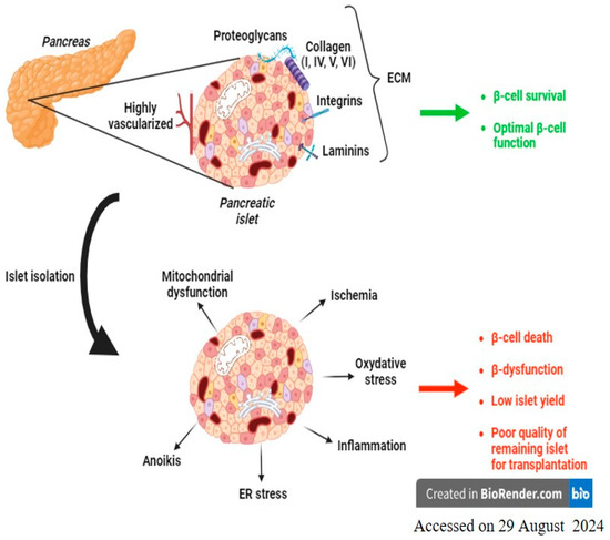 Islet Transplantation: Current Limitations and Challenges for ...