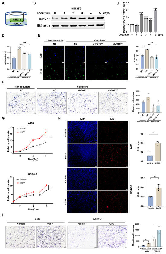 Cancer-Associated Fibroblast-Derived FGF7 Promotes Clear Cell Renal ...
