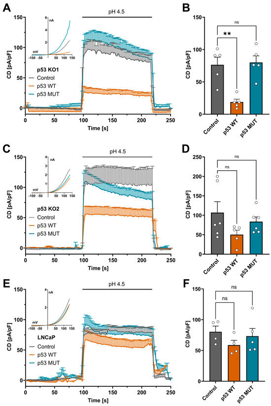 TMEM206 Contributes to Cancer Hallmark Functions in Colorectal Cancer ...