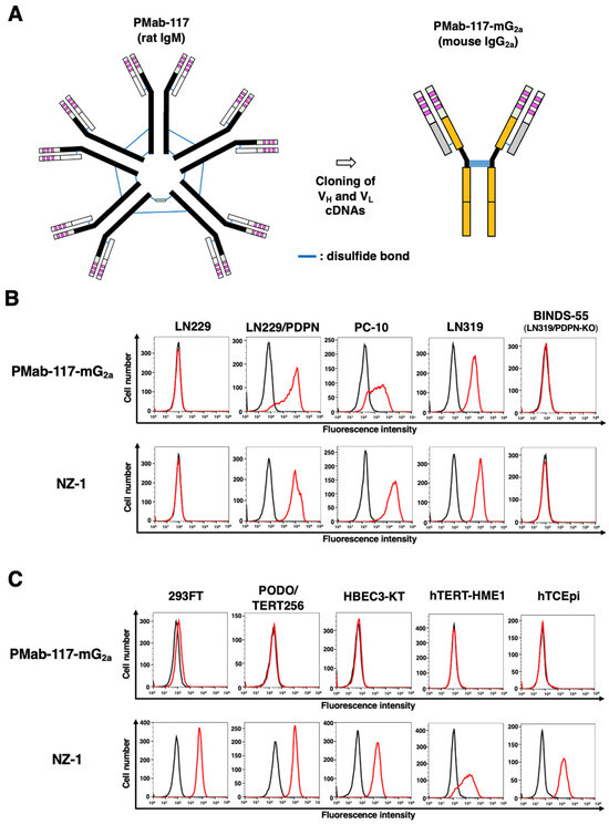 A Cancer-Specific Anti-Podoplanin Monoclonal Antibody, PMab-117-mG2a ...