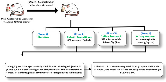 Semaglutide Ameliorates Diabetic Neuropathic Pain by Inhibiting ...