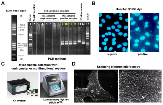 Unlocking Potential: A Comprehensive Overview of Cell Culture Banks and ...