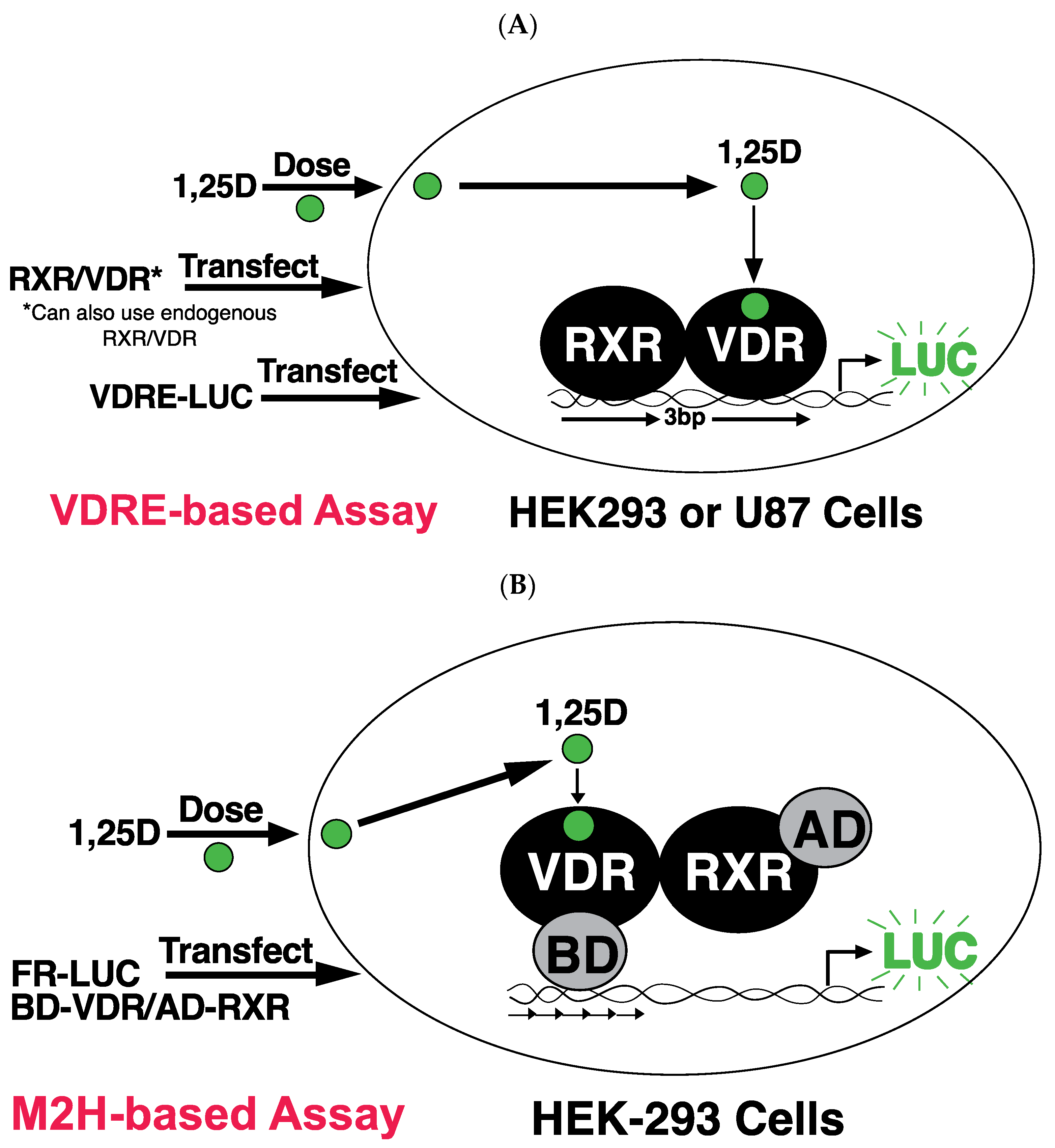 Synergistic Activation of VDR-RXR Heterodimers by Vitamin D and ...
