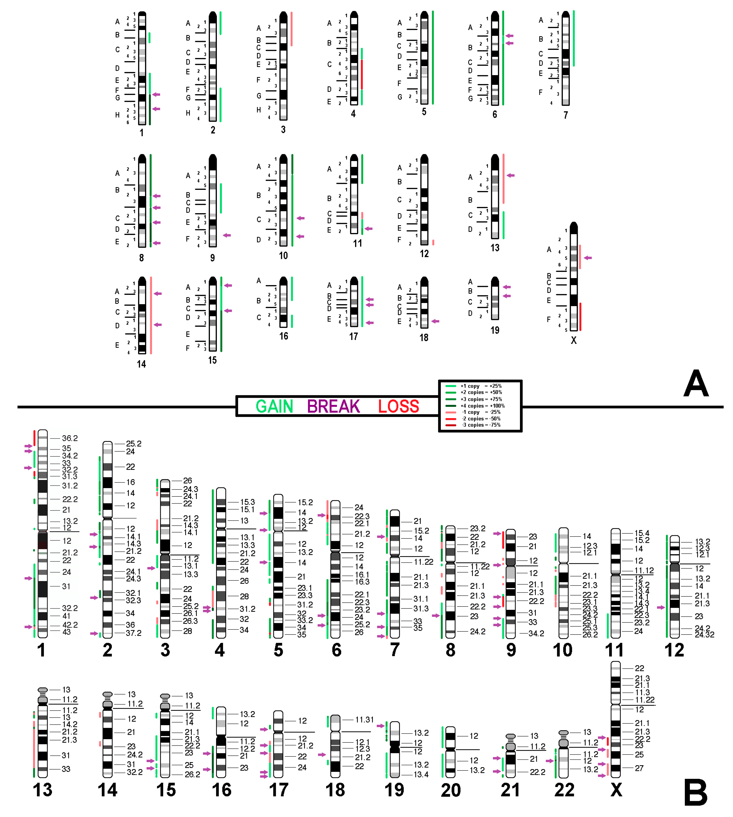 Cytogenomic Characterization of Murine Neuroblastoma Cell Line Neuro-2a ...