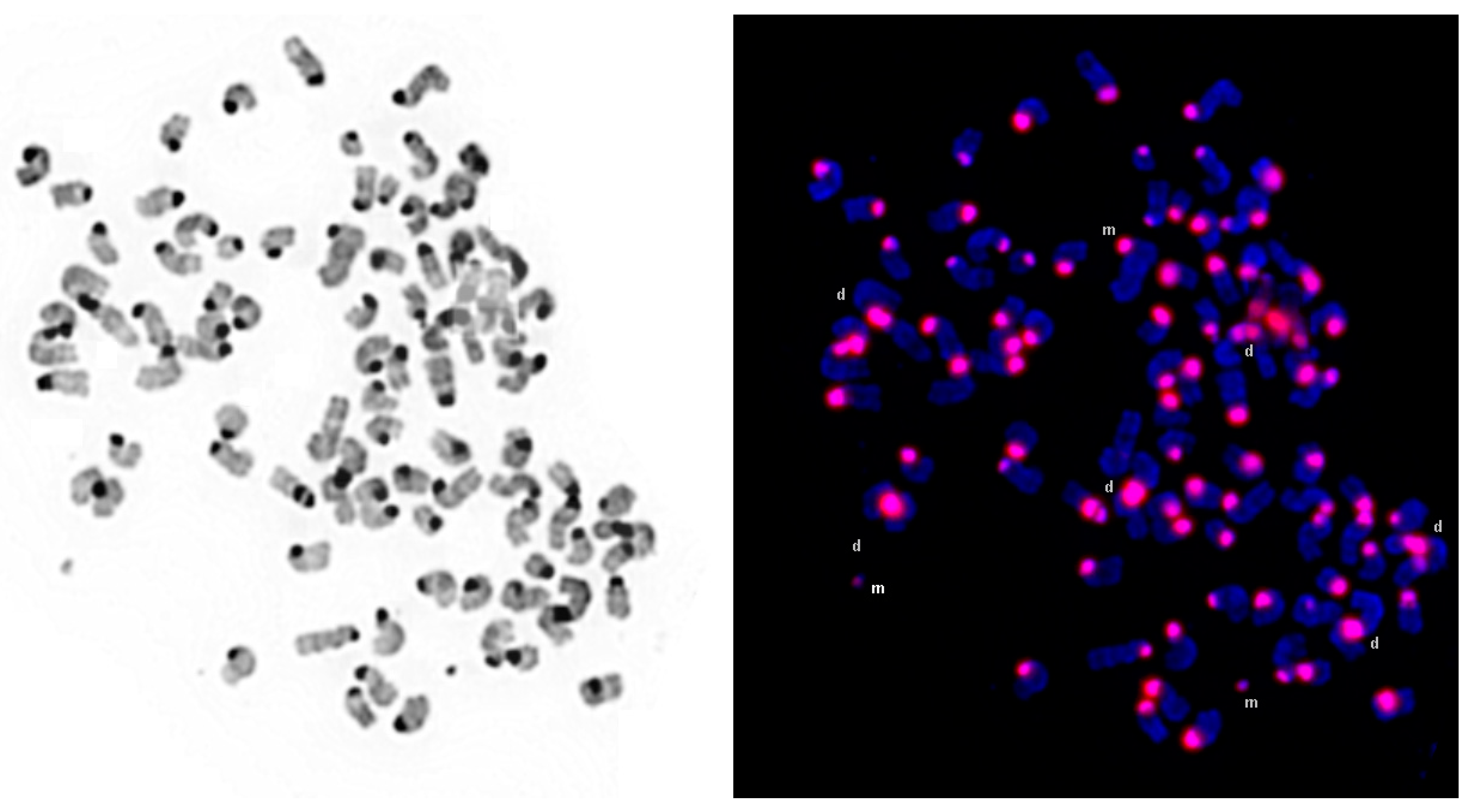 Cytogenomic Characterization of Murine Neuroblastoma Cell Line Neuro-2a ...