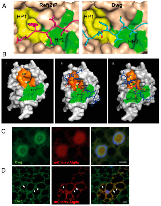 Transcription Factor Deformed Wings Is an Atg8a-Interacting Protein ...