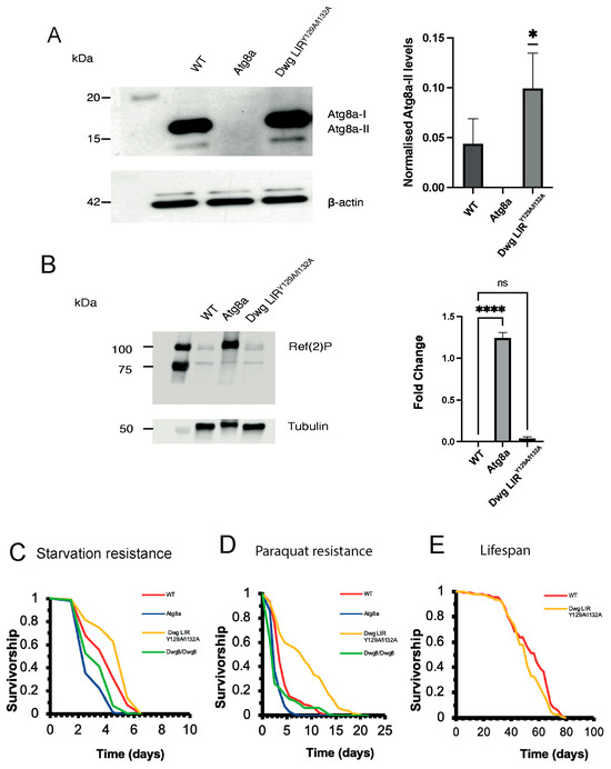 Transcription Factor Deformed Wings Is an Atg8a-Interacting Protein ...