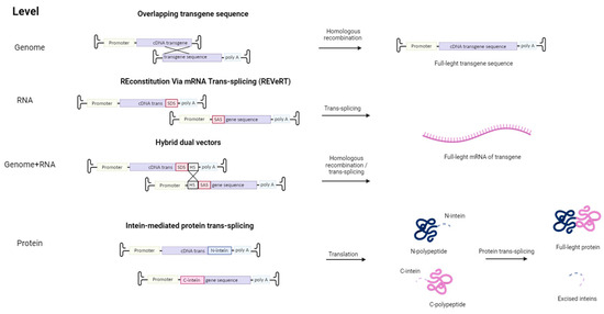 Clinical and Translational Landscape of Viral Gene Therapies