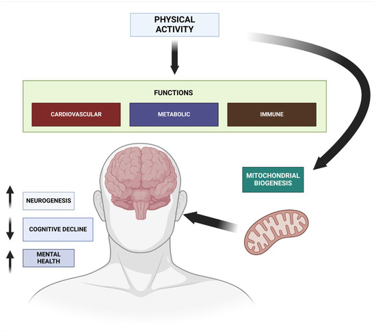 Impact of Physical Activity on Cellular Metabolism Across Both ...