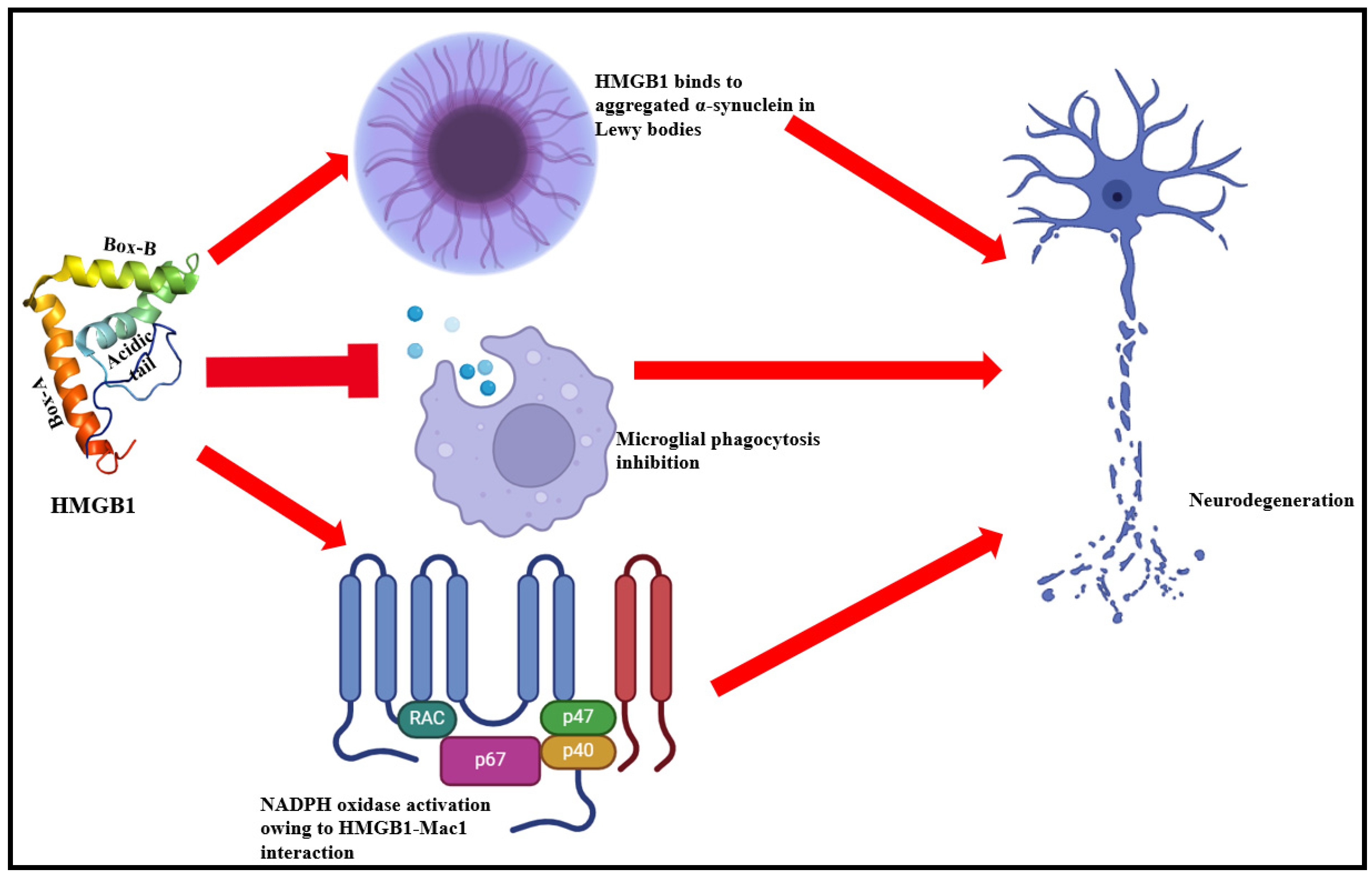 High Mobility Group Box 1 (HMGB1): Molecular Signaling and Potential Therapeutic Strategies