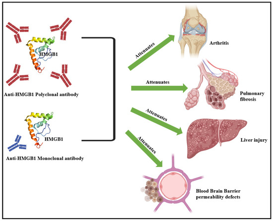 High Mobility Group Box 1 (HMGB1): Molecular Signaling and Potential ...