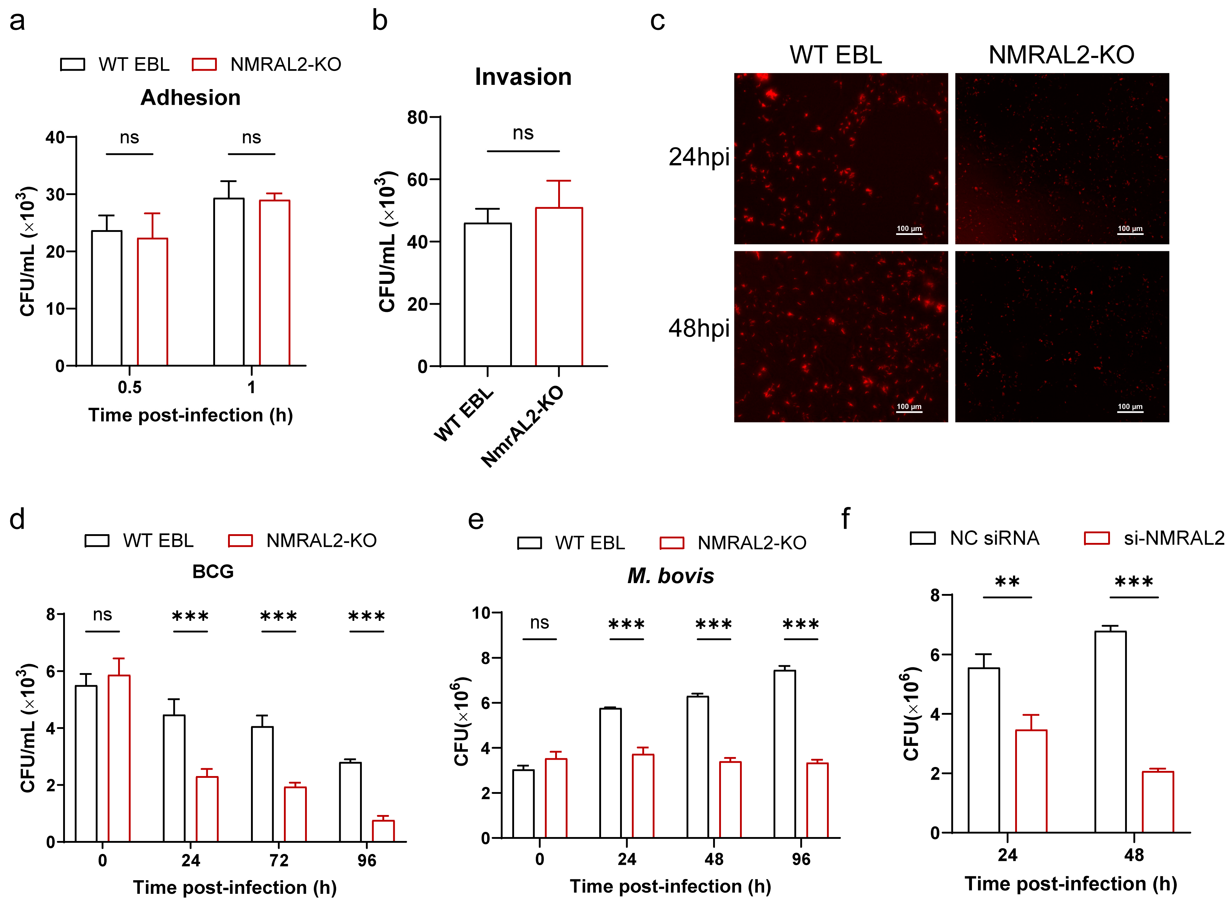 Bovine NMRAL2 Protein Blunts Nitric Oxide Production and Inflammatory Response in Mycobacterium ...