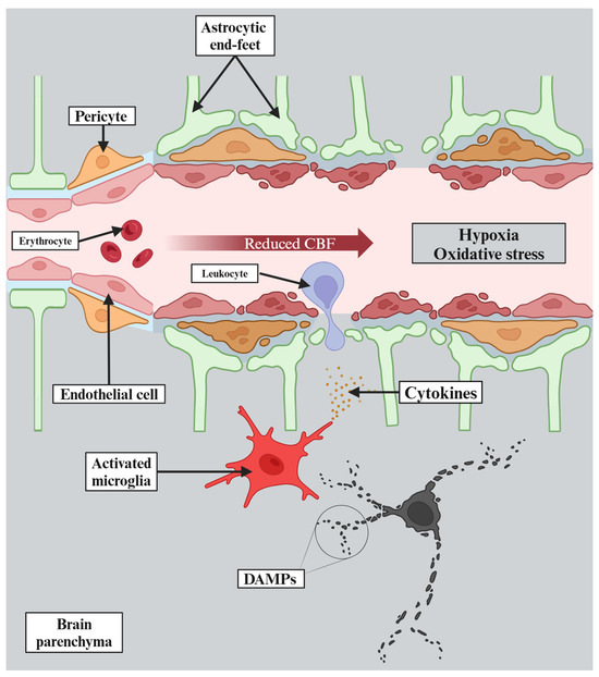 Vascular Cognitive Impairment—The Molecular Basis and Potential ...