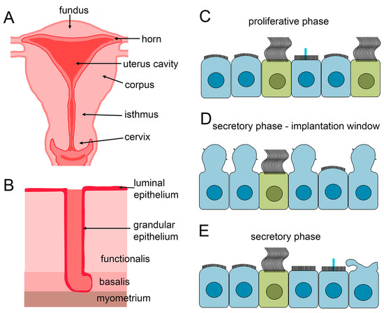 Motile Cilia in Female and Male Reproductive Tracts and Fertility