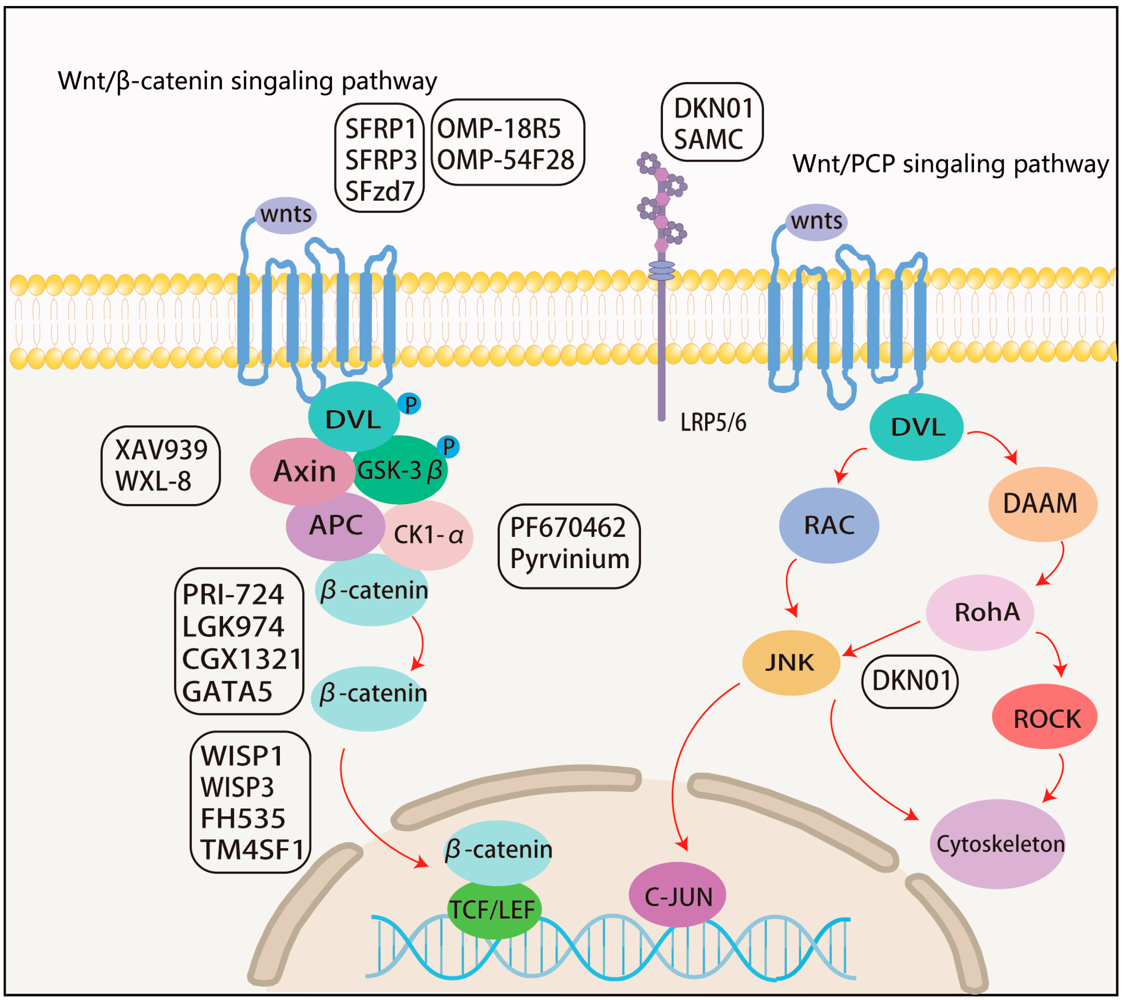 Wnt Signaling in Hepatocellular Carcinoma: Biological Mechanisms and Therapeutic Opportunities