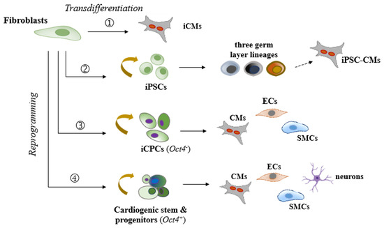 Partial Cell Fate Transitions to Promote Cardiac Regeneration