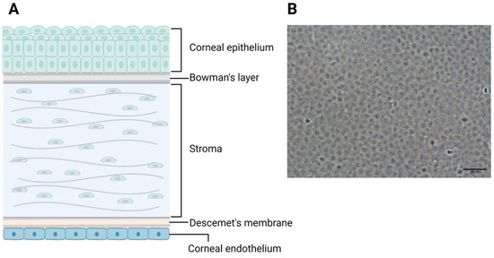 Towards Clinical Application: Calcium Waves for In Vitro Qualitative ...