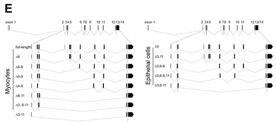 Identification of Novel Nexilin Splice Variants in Mouse and Human Tissues