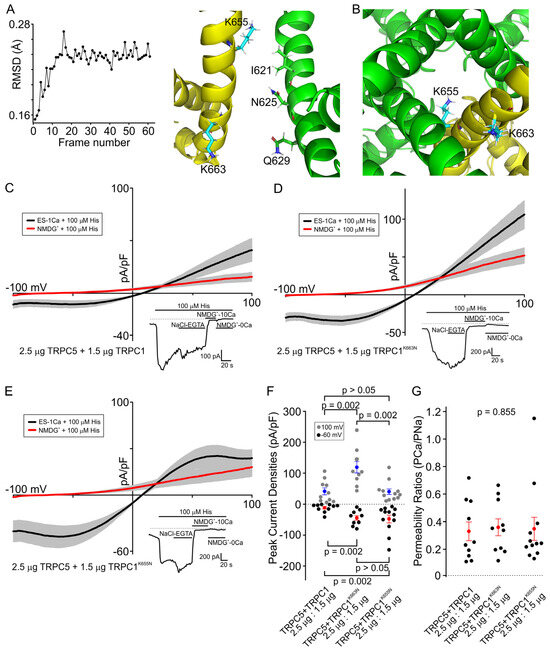 Effects of TRPC1’s Lysines on Heteromeric TRPC5-TRPC1 Channel Function