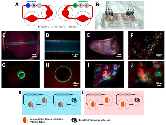 SARS-CoV-2 Spike Protein Amplifies the Immunogenicity of Healthy Renal ...