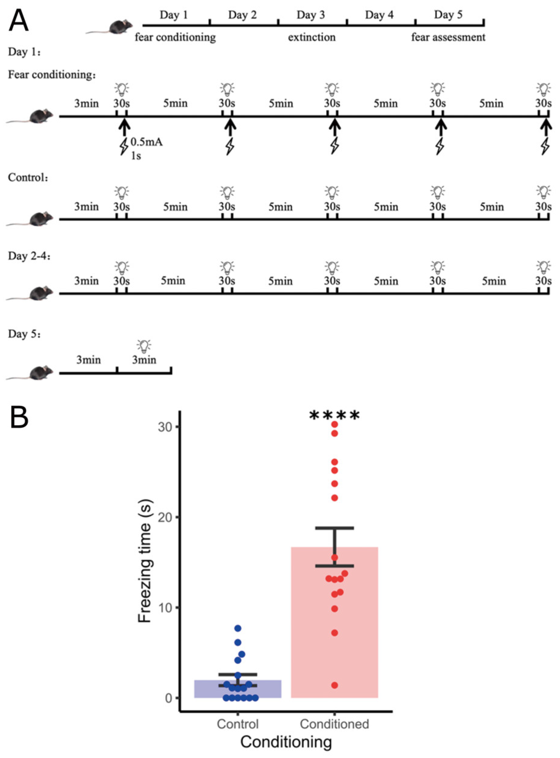 Sex and Age Differences in Glucocorticoid Signaling After an Aversive ...