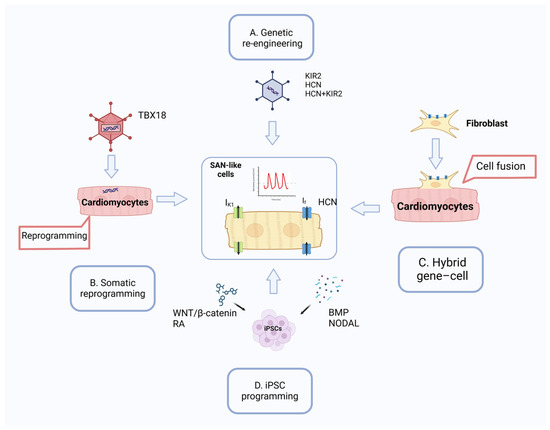 iPSC-Derived Biological Pacemaker—From Bench to Bedside