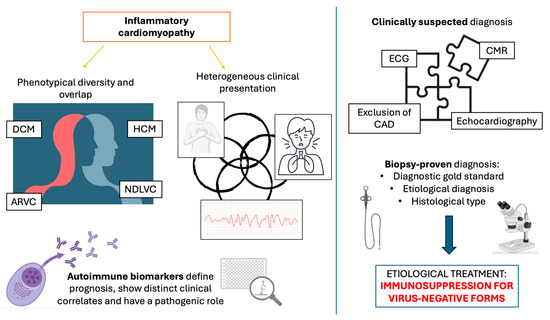 Cellular Immunology of Myocarditis: Lights and Shades—A Literature Review