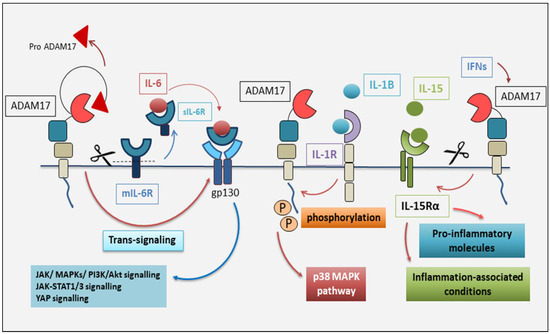 Updates on Inflammatory Molecular Pathways Mediated by ADAM17 in ...