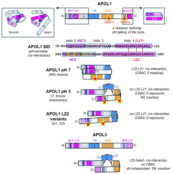Apolipoprotein-L Functions in Membrane Remodeling