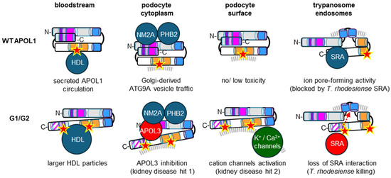 Apolipoprotein-L Functions in Membrane Remodeling