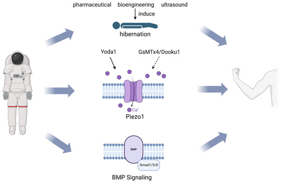 Mechanisms and Countermeasures for Muscle Atrophy in Microgravity