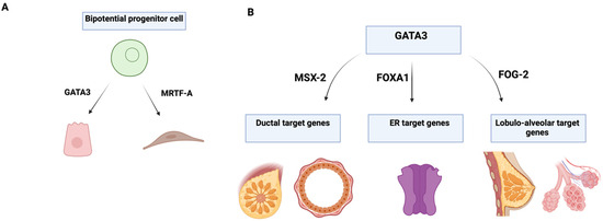 Unveiling GATA3 Signaling Pathways in Health and Disease: Mechanisms ...