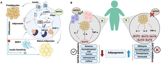 Unveiling GATA3 Signaling Pathways in Health and Disease: Mechanisms ...