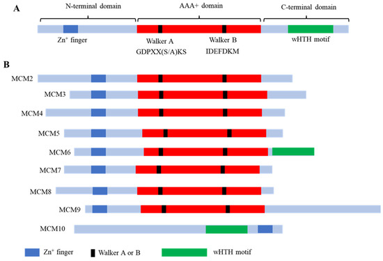 Minichromosome Maintenance Proteins: From DNA Replication to the DNA ...