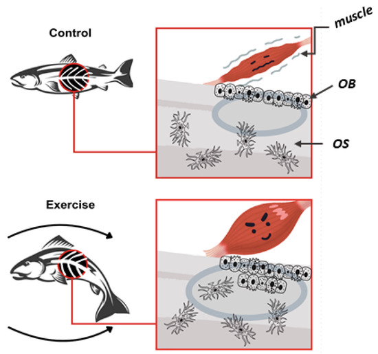 Modeling Musculoskeletal Disorders in Zebrafish: Advancements in Muscle ...