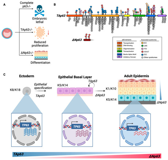 p63: A Master Regulator at the Crossroads Between Development ...