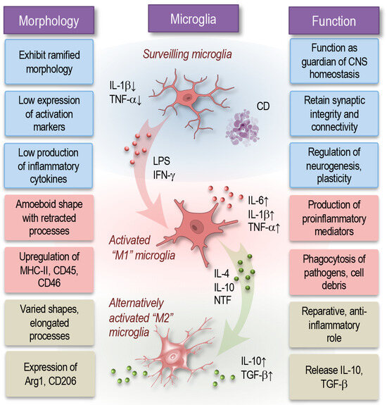 From Homeostasis to Neuroinflammation: Insights into Cellular and ...