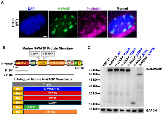 Nuclear N-WASP Induces Actin Polymerization in the Nucleus with ...