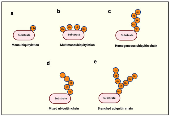 Ubiquitination Enzymes in Cancer, Cancer Immune Evasion, and Potential ...
