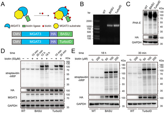 Proximity Labeling-Based Identification of MGAT3 Substrates and ...