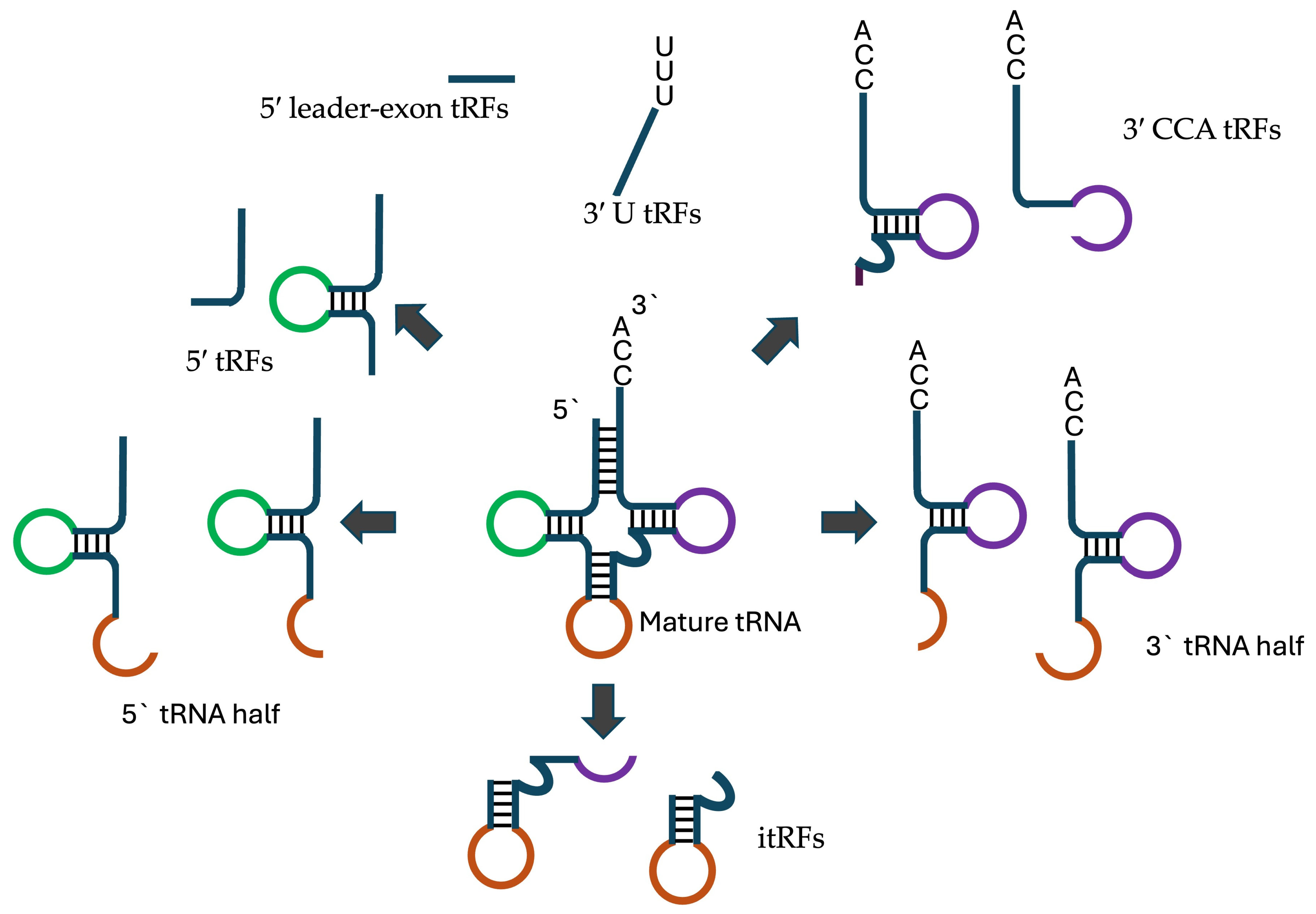 Role of tRNA-Derived Fragments in Protozoan Parasite Biology