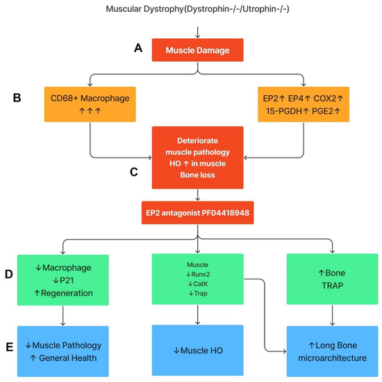 Targeting EP2 Receptor Improves Muscle and Bone Health in Dystrophin−/− ...