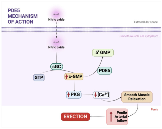 Phosphodiesterase Type 5 Inhibitors in Male Reproduction: Molecular ...