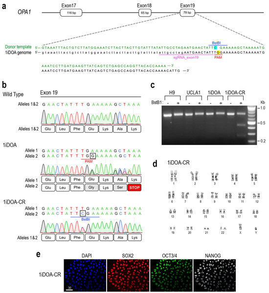 Derivation and Characterization of Isogenic OPA1 Mutant and Control ...