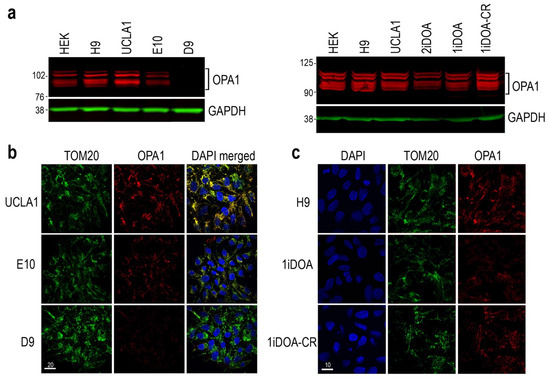 Derivation and Characterization of Isogenic OPA1 Mutant and Control ...
