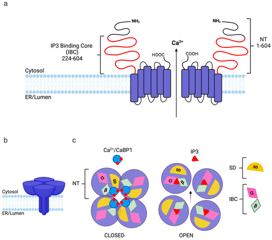 Structure–Function Diversity of Calcium-Binding Proteins (CaBPs): Key ...