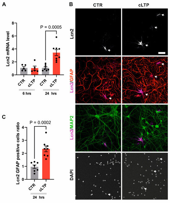 Astrocyte-Secreted Lcn2 Modulates Dendritic Spine Morphology